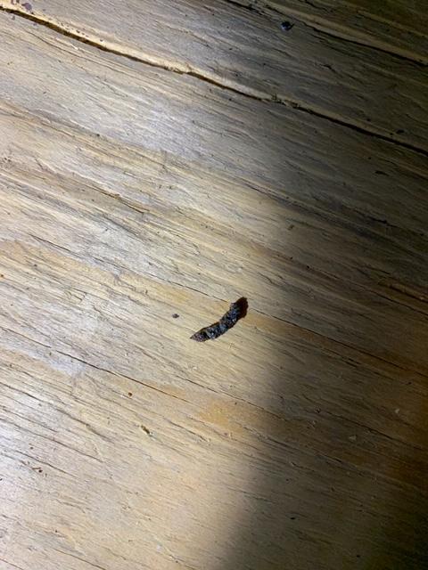 Bat versus mouse droppings - Envirocare Pest Control