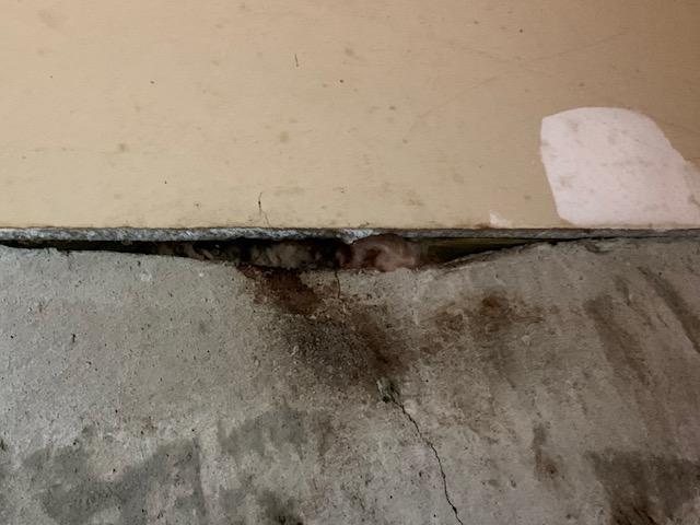 Stains from mice and droppings - Envirocare Pest Control