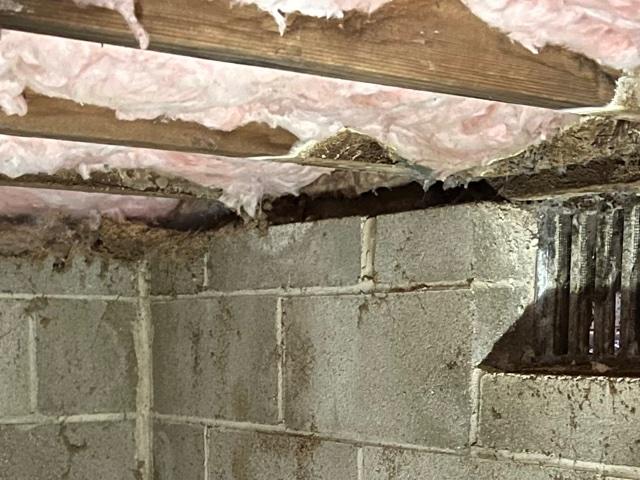 crawl ants pic - Envirocare Pest Control
