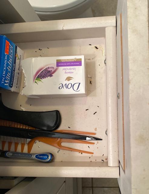 Mouse droppings in the kitchen - Envirocare Pest Control